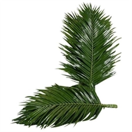 Ze Rubelini - Ferdinand DOO