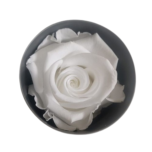 ICE DRY ROSE- WHITE - Ferdinand DOO