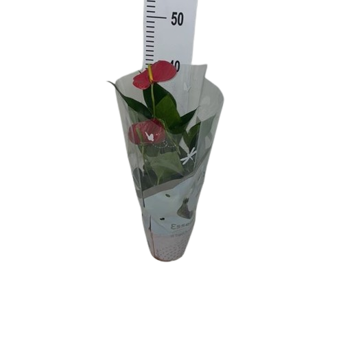 ANTURIJUM DYNAMITE RED - Ferdinand DOO