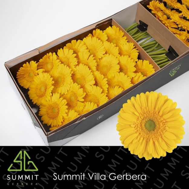 Gerbera gr Submarine Box - Ferdinand DOO