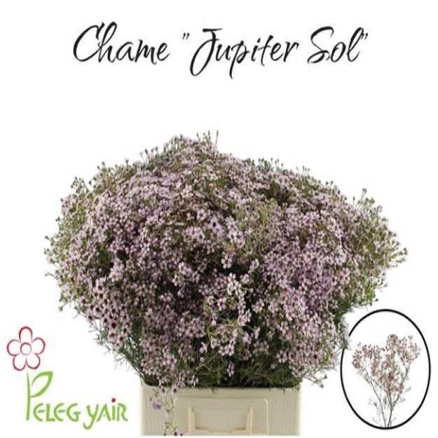 Waxflower Jupiter Solar - Ferdinand DOO