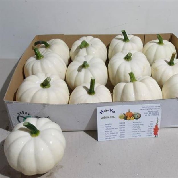 Halloween tikve - Cucurbita pepo baby boo - Ferdinand DOO