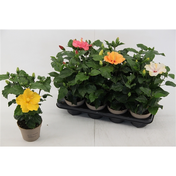 Hibiscus rosa-sinensis Sunny mix - Ferdinand DOO